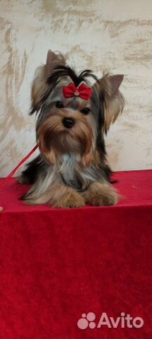 Йоркширский терьер