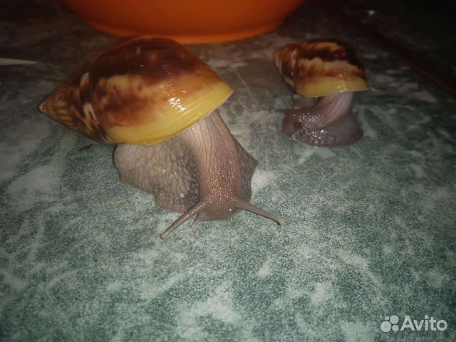 Улитки ахатины в добрые руки