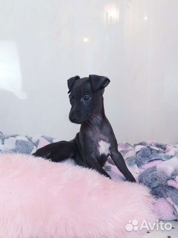 Левретка, чёрный мальчик