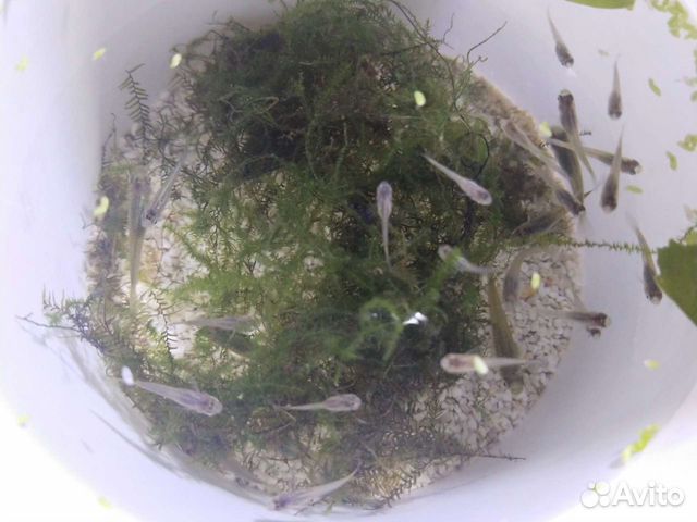 Рыбки гуппи бесплатно