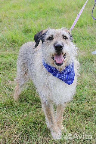 Собака терьер в дар из приюта