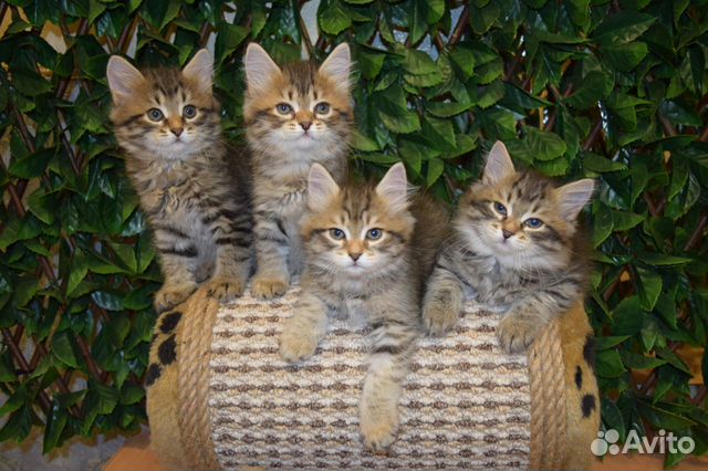Породистые Сибирские кошечки