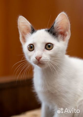 Котенок Белочка в добрые руки