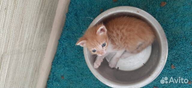 Котята