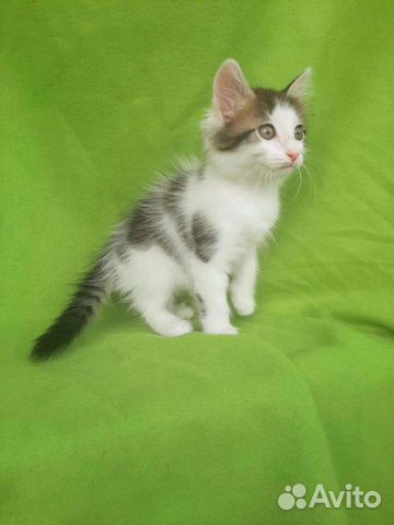 Котеночек в добрые руки