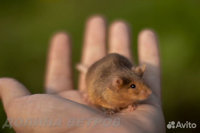 Декоративная мышь тигровая длинношерстная, мальчик