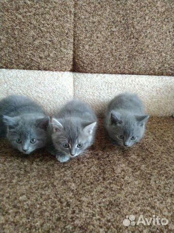 Картезианские котята