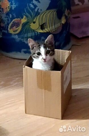 Котенок мальчик бесплатно