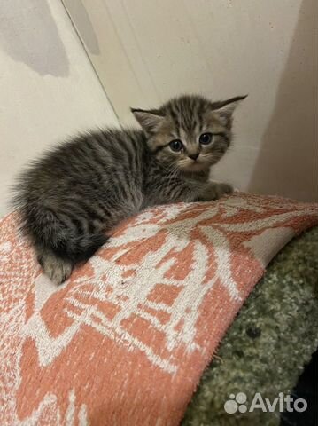 Котята