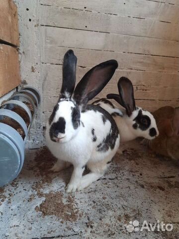 Самки кроликов на разведение
