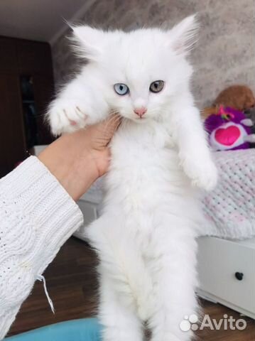 Сибирский котенок, голубой глаз. Белый