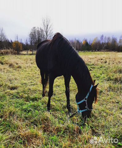 Продам кобылу