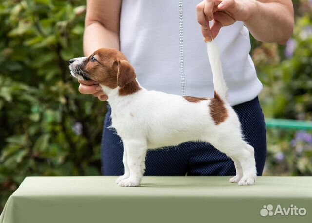 Продаю прекрасных племенных щенков Джека