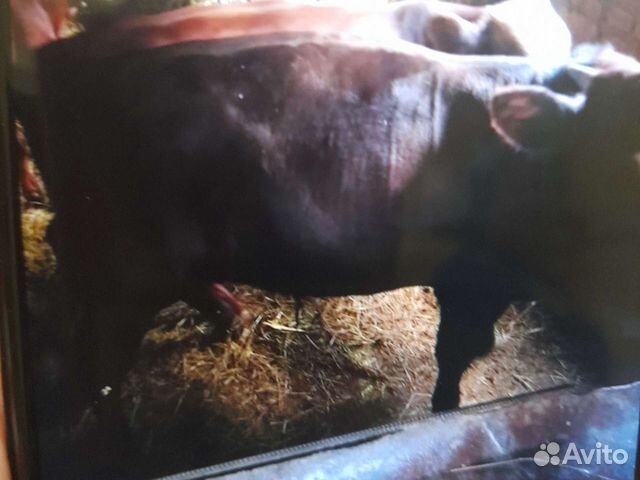 Бычки и быки