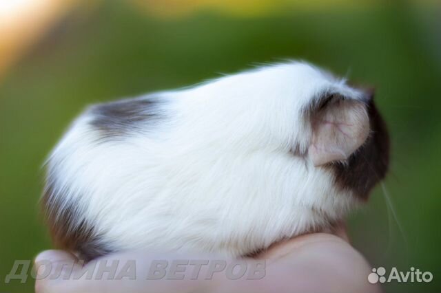 Девочка крестед шоколадная с белым