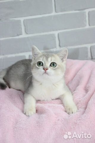 Британская кошечка