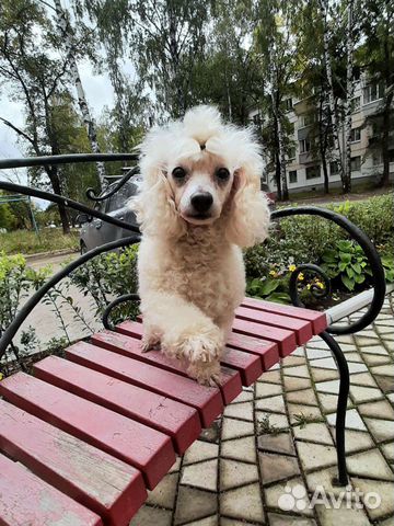 Той-пудель красивая белая девочка