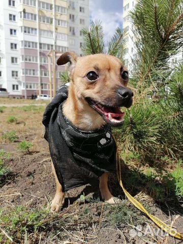 Маленькая собака в добрые руки