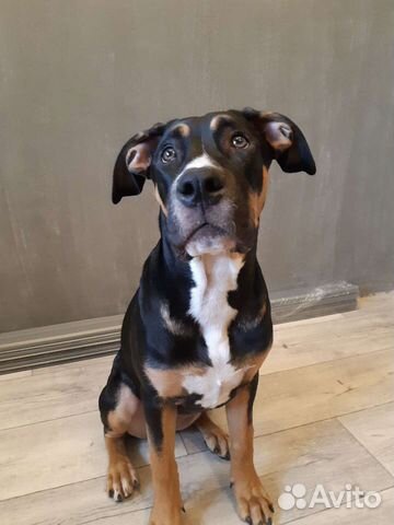 Альфа Метис кане-корсо 8 мес