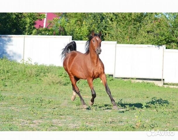 Жеребец Арабской породы