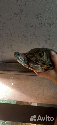 Красноухая черепаха с аквариумом