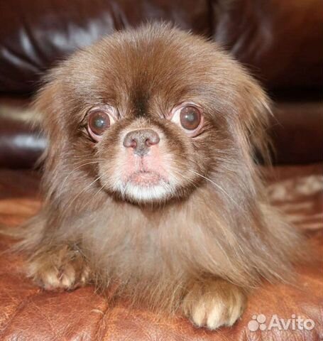 Шоколадный пекинесик