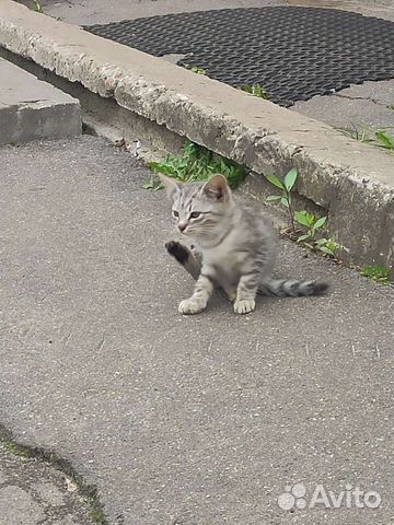 Котята бесплатно адрес прянишникова 3