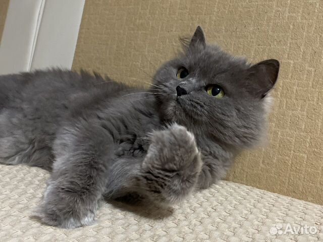 Кошка британка Доплачу 500