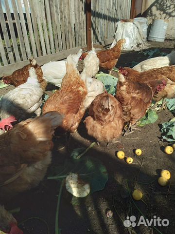 Куры несушки продам