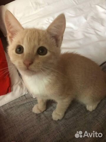 Котик плюшевый малыш