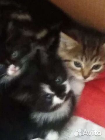 Котята отдам бесплатно