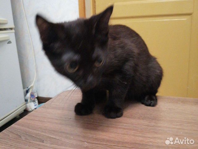 Отдам кота в недобрые руки
