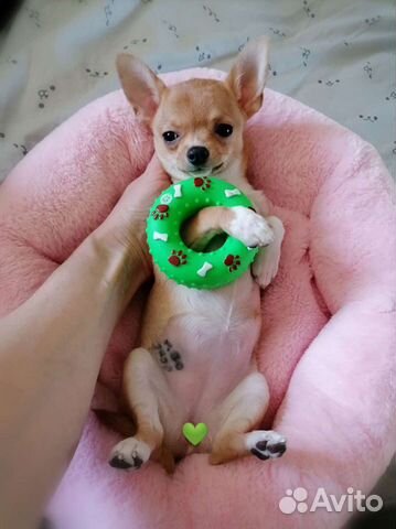 Принцесса Зигги, мини девочка чихуахуа