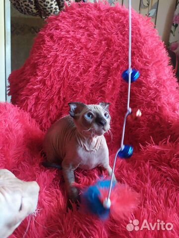 Донской сфинкс котята