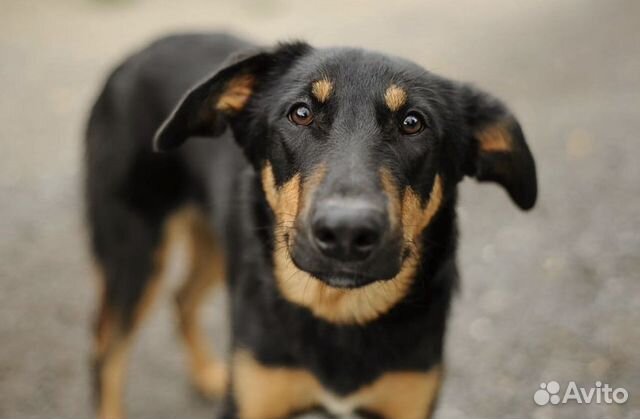 Французская овчарка метис