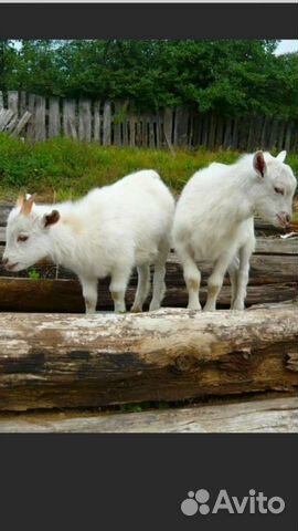 Козлики молодые