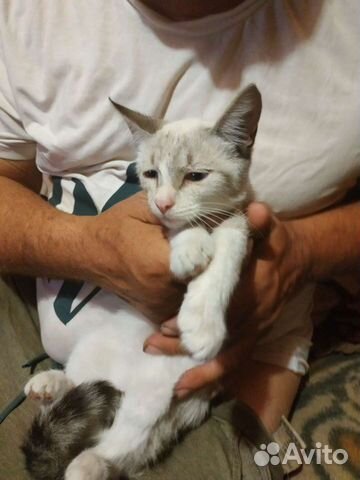 Сиамская кошечка в дар