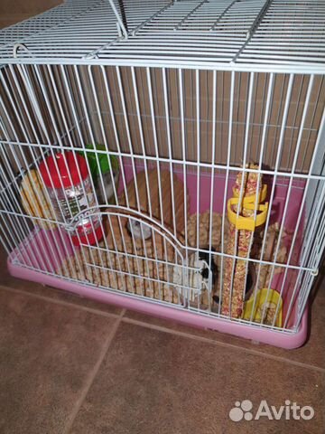 Джунгарский хомяк с клеткой