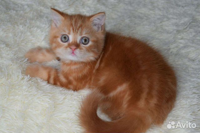 Шотландский перчик