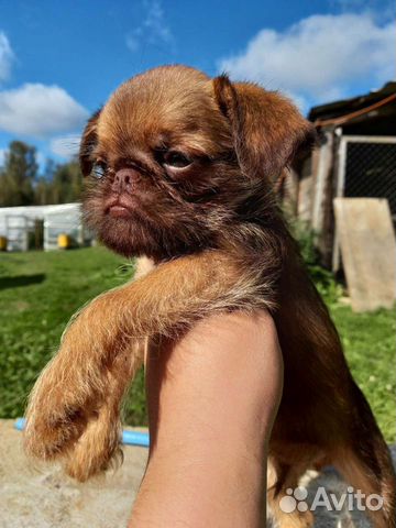 Необыкновенное чудо