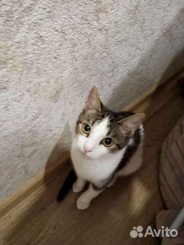 Миниатюрная киса в дар