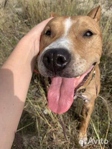 Собака из приюта ищет дом