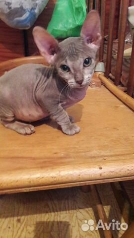 Донской сфинкс котята