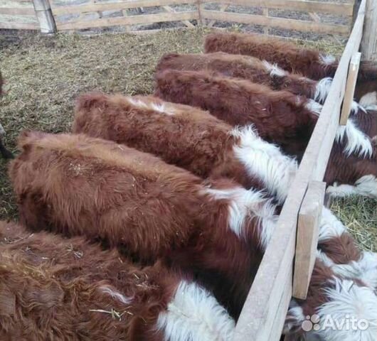 Телята бычки герефорд