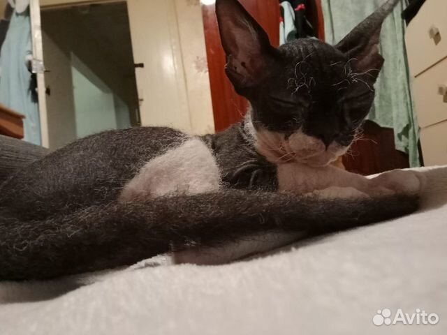 Кошка бесплатно Сфинкс хорошая приученая к лотку у