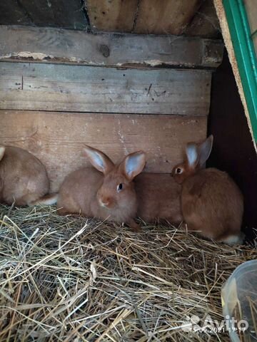 Кролик Новозеландский красный