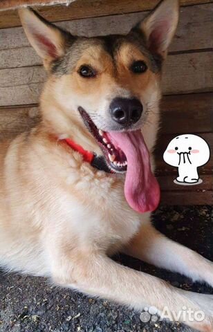 Как Персику отказать а