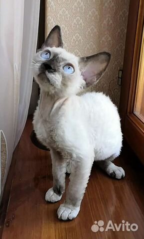 Девон-рекс мальчик