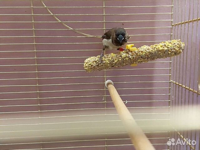 Отдам в добрые руки японского амадина, мальчика