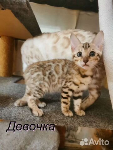 Продаётся бенгальская девочка